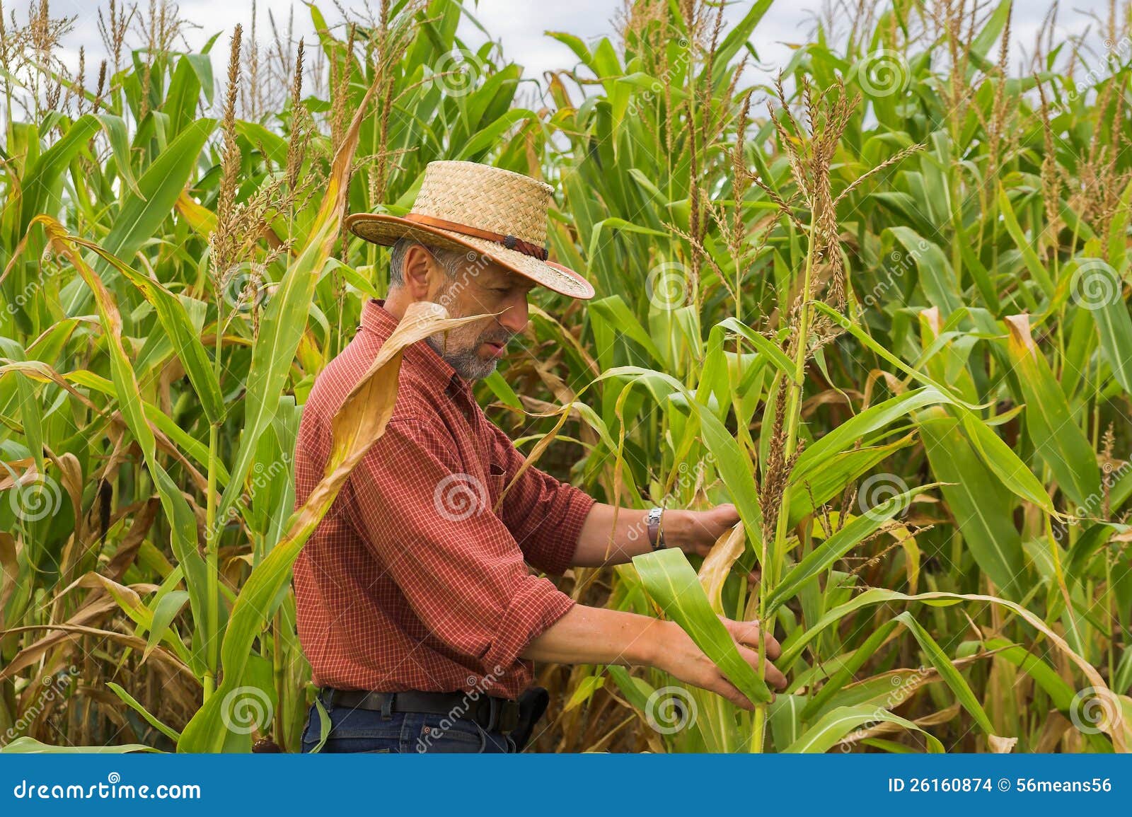 Farmer on the Field of Maize Stock Photo - Image of plant, agriculture ...