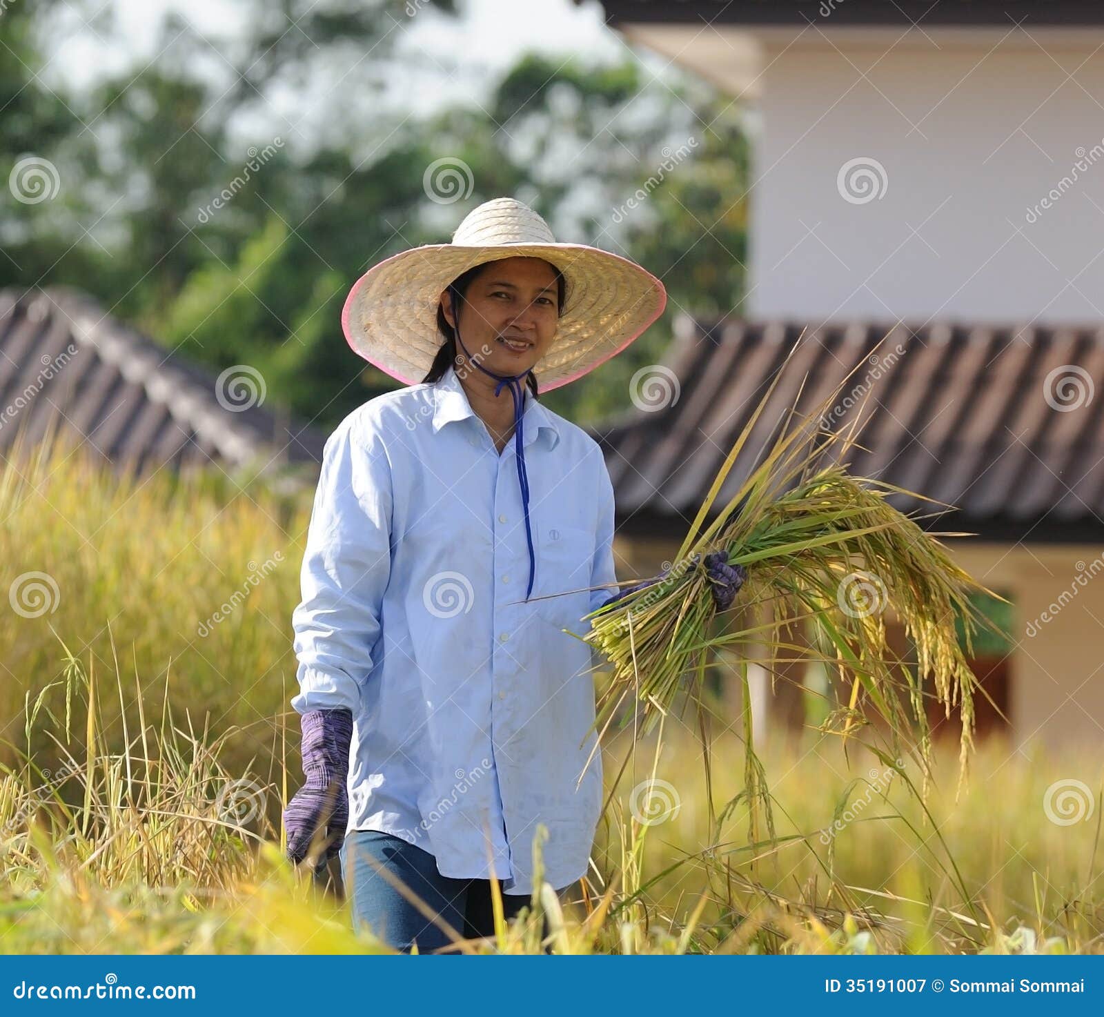 Farmer in Field it S Harvest Time Stock Image - Image of countryside ...