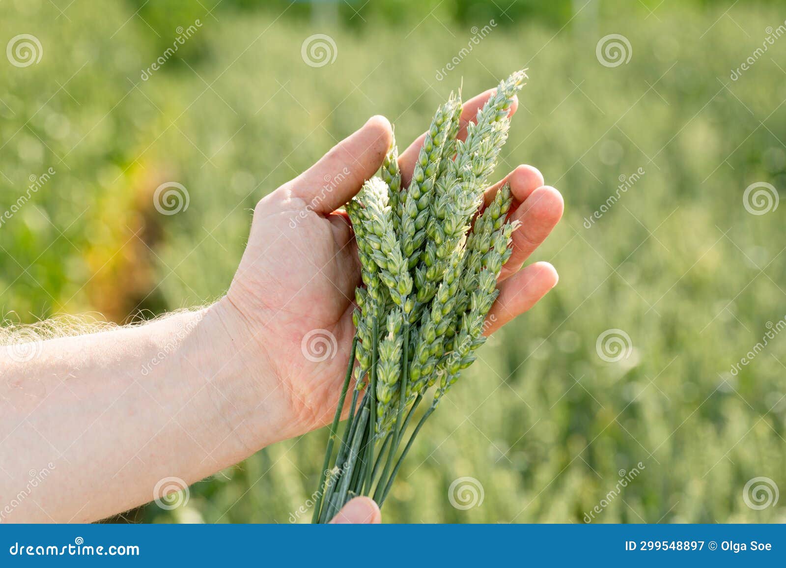 Farmer in Field Touching His Wheat Ears Stock Image - Image of ripe ...