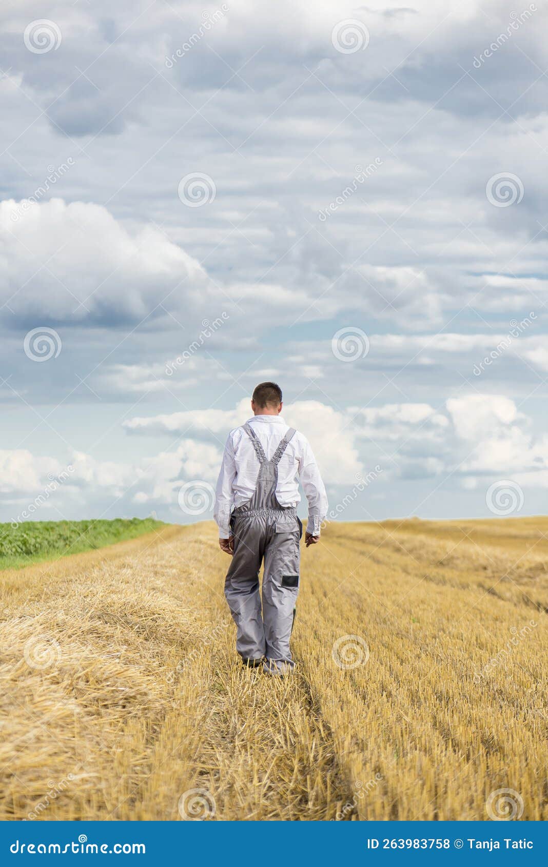 Farmer in threshed wheat stock photo. Image of early - 263983758