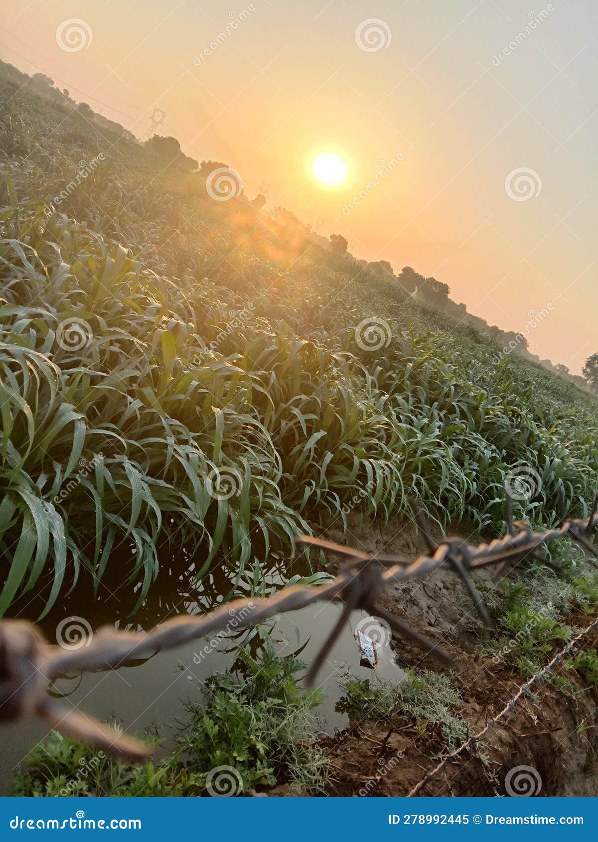 Farmer Field Working Hard Work Stock Image - Image of working, farmer ...