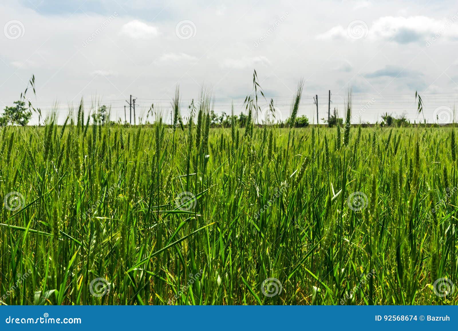 Farmer fields stock photo. Image of green, corn, farm - 92568674