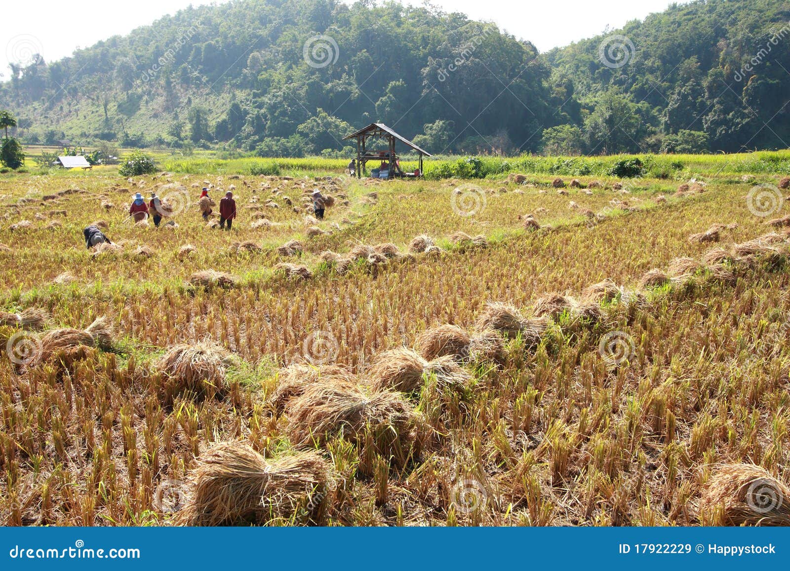 Farmer in filed stock image. Image of lush, organic, nature - 17922229