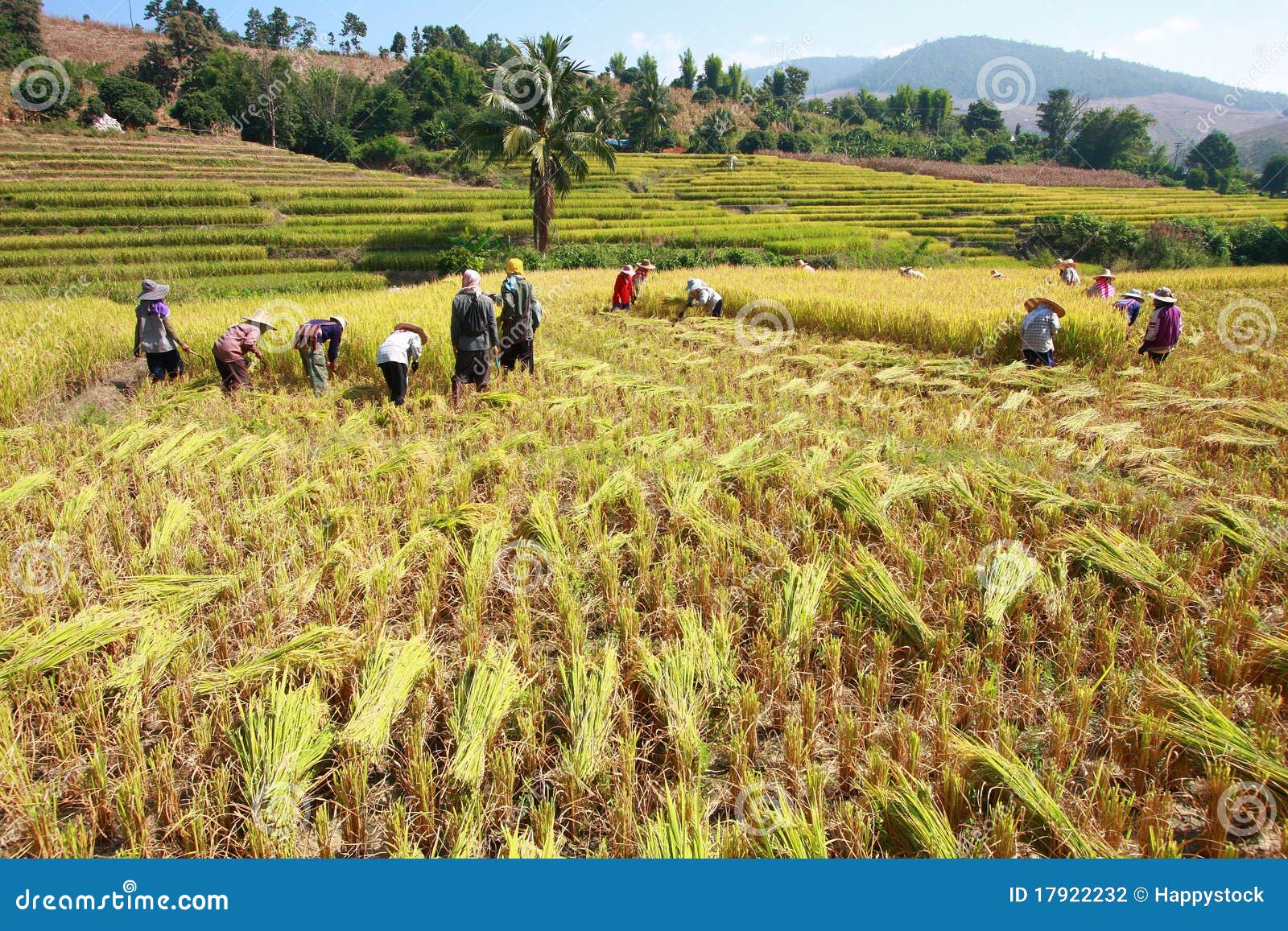 Farmer in filed stock photo. Image of agriculture, countryside - 17922232