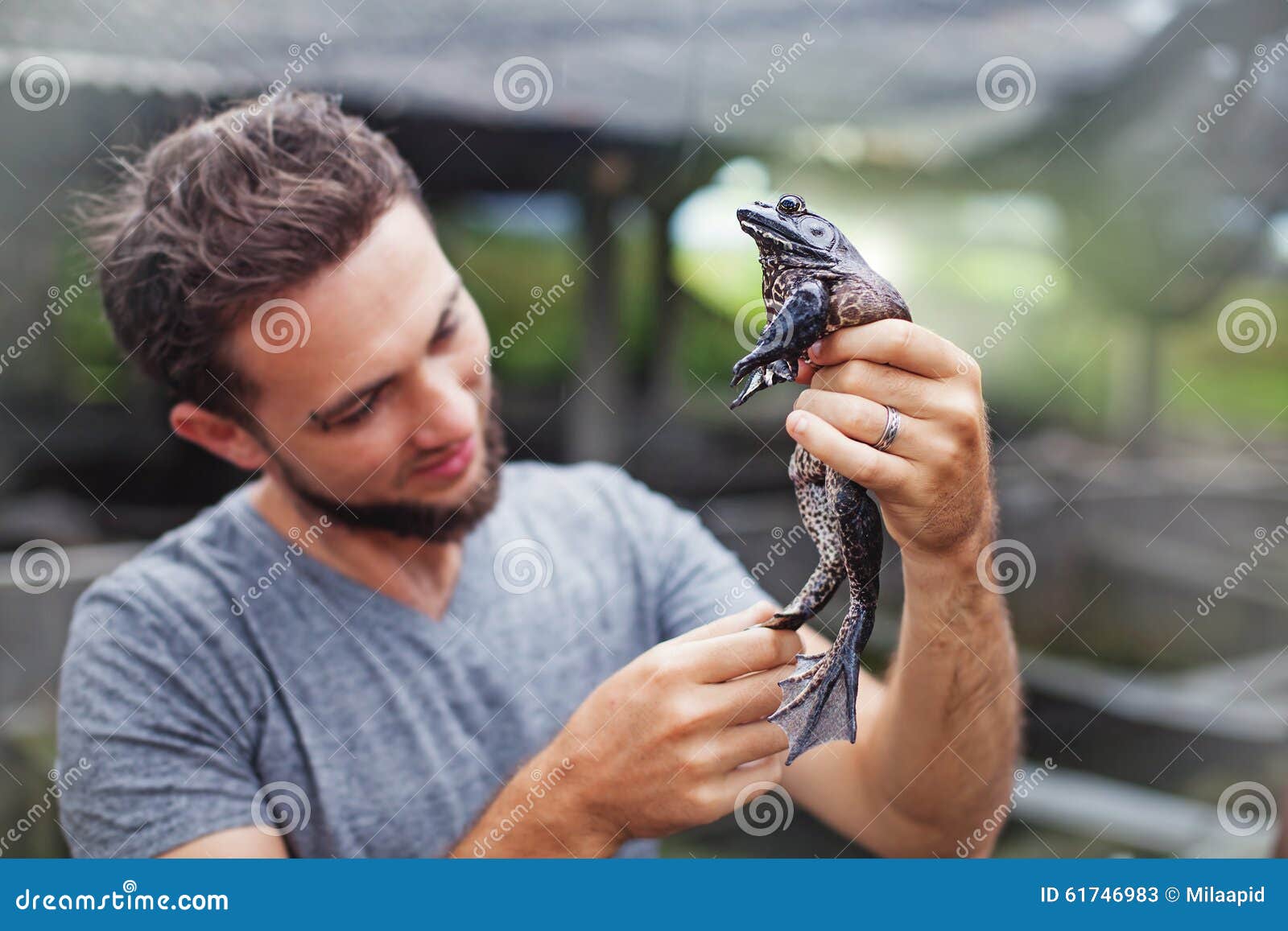 Frog Farming, Agriculturist In Thailand Apply Idea Ape Natural. Stock ...