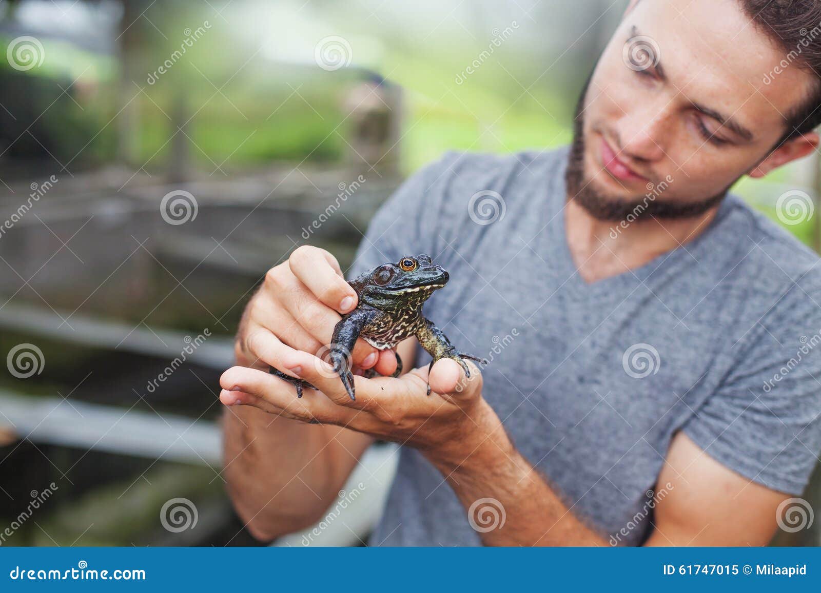 Frog Farming, Agriculturist In Thailand Apply Idea Ape Natural. Stock ...