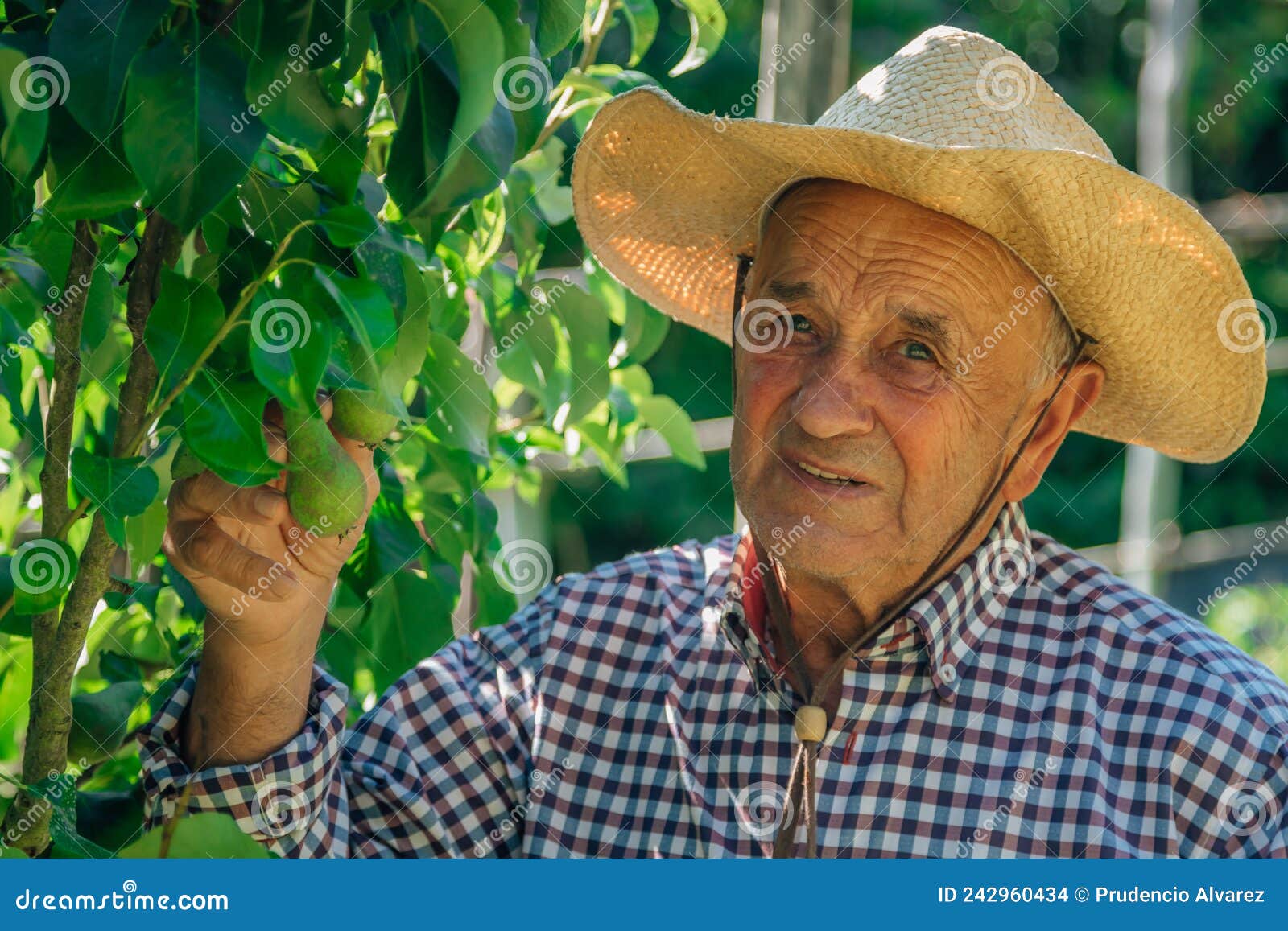 Farmer with Fruit Trees in the Field Stock Photo - Image of motion ...