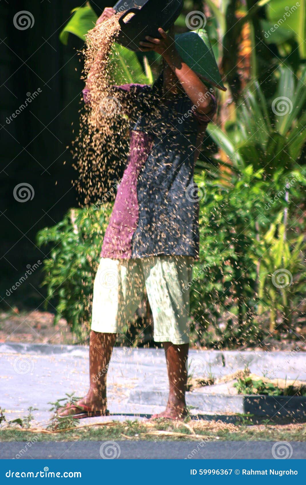 Farmer Gathering Harvested Rice Paddy Editorial Photography - Image of ...