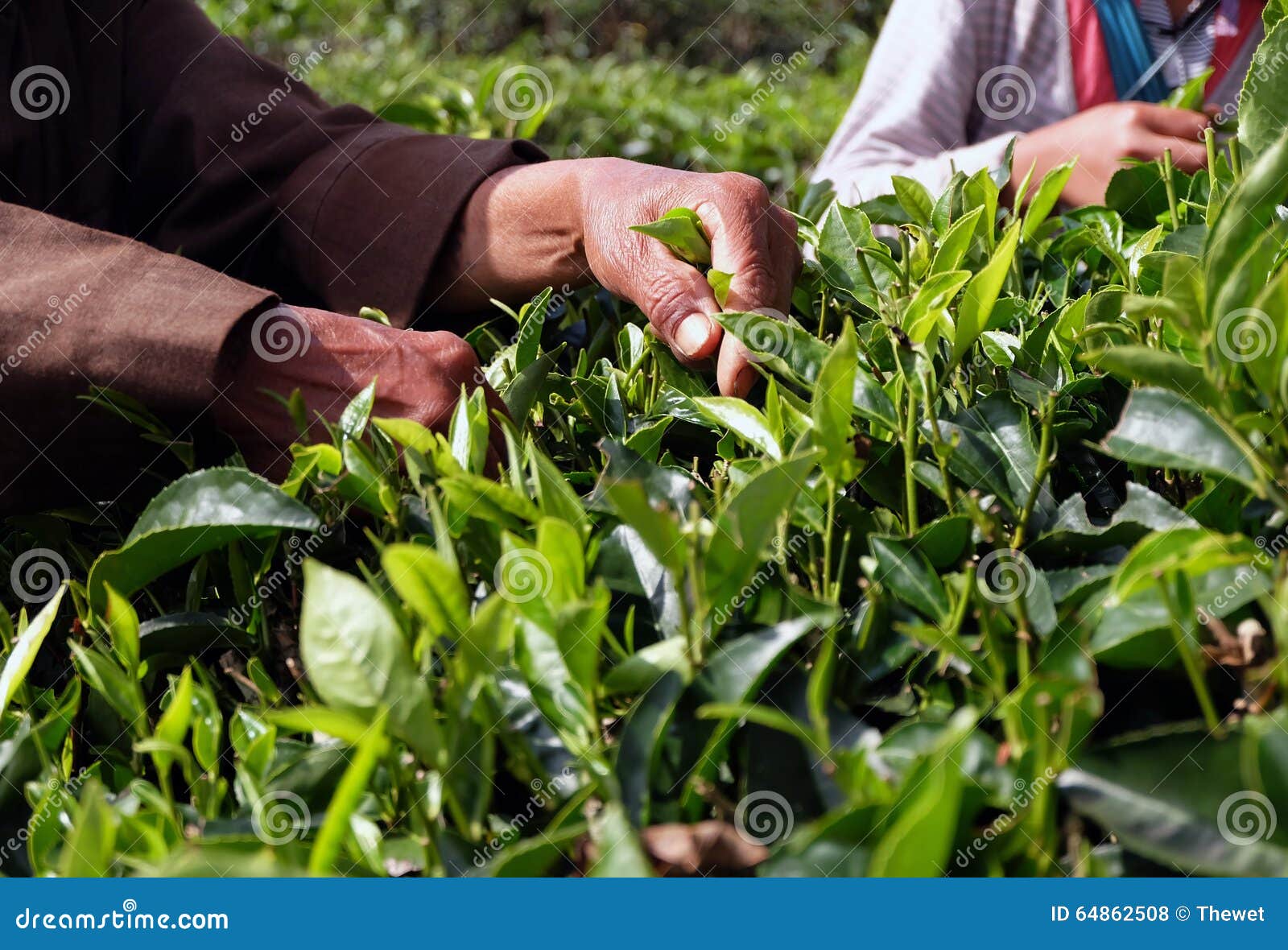 Farmer gathering tea stock photo. Image of plantation - 64862508