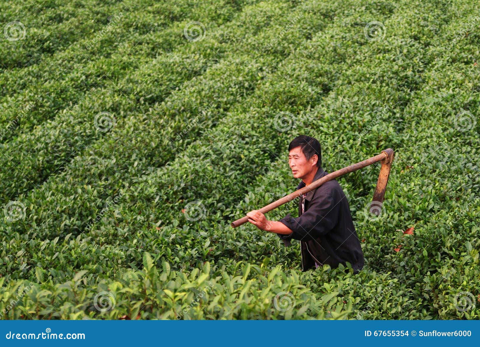 Farmer and Green Tea Garden Editorial Stock Image - Image of estate ...