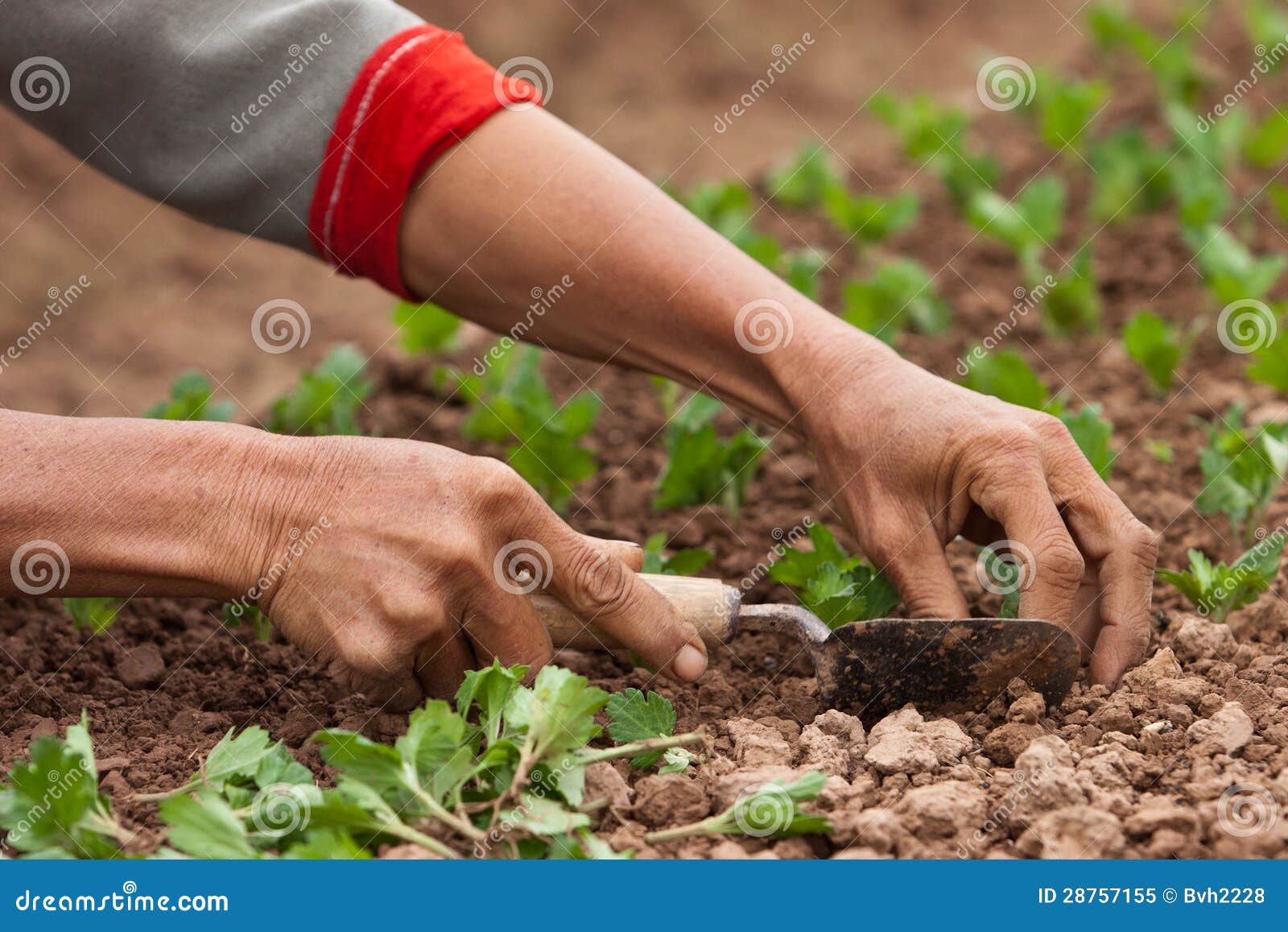 Farmer Growing Flower Garden Stock Image - Image of botany, female ...