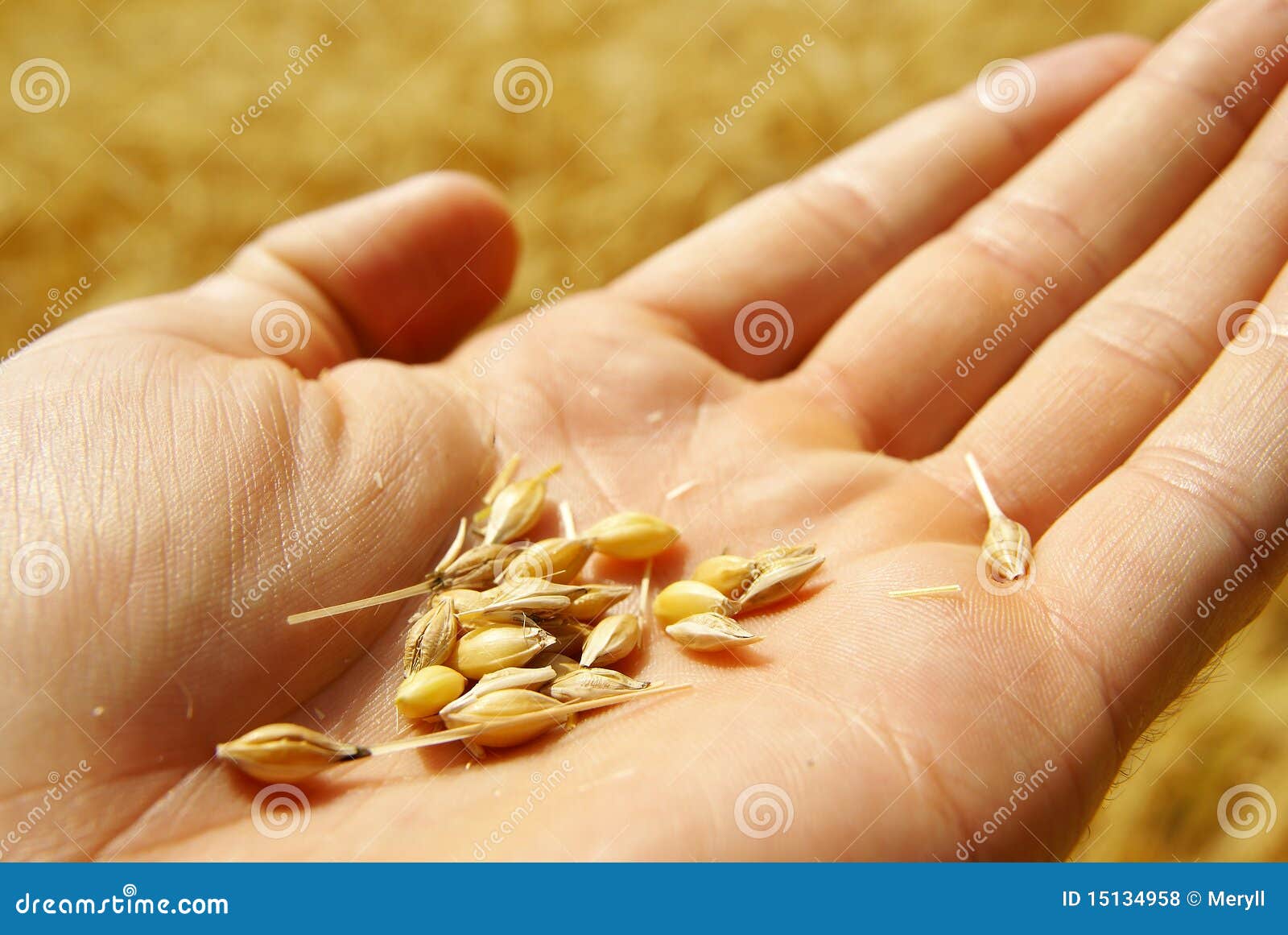 Farmer Growing Grain Wheat Background Stock Photo - Image of cultivate ...