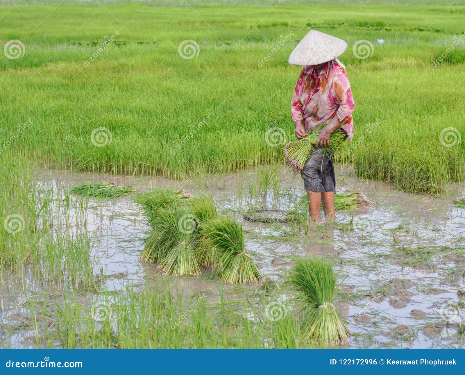 Agriculture in rice fields editorial photo. Image of countryside ...