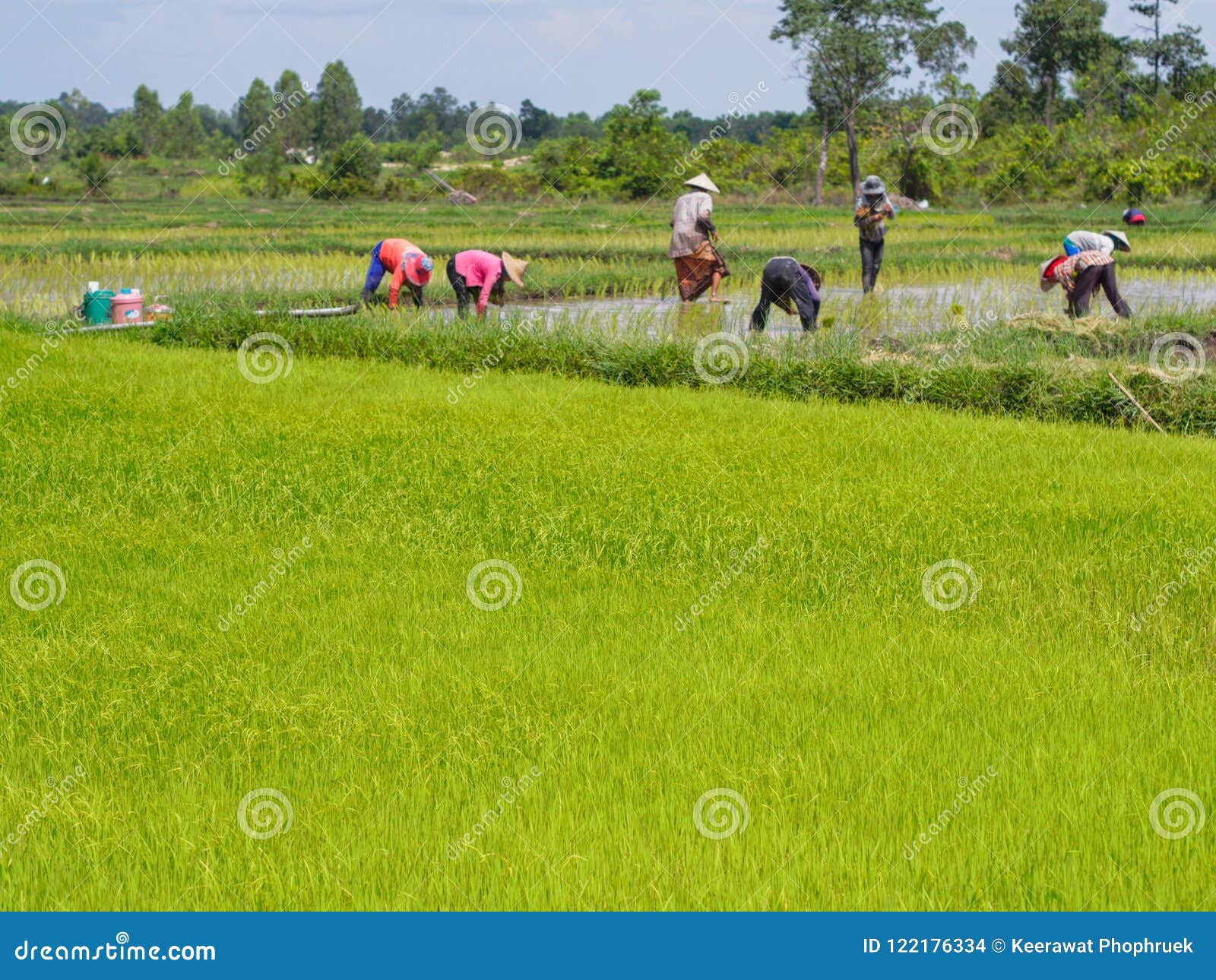 Agriculture in rice fields editorial stock image. Image of farming ...