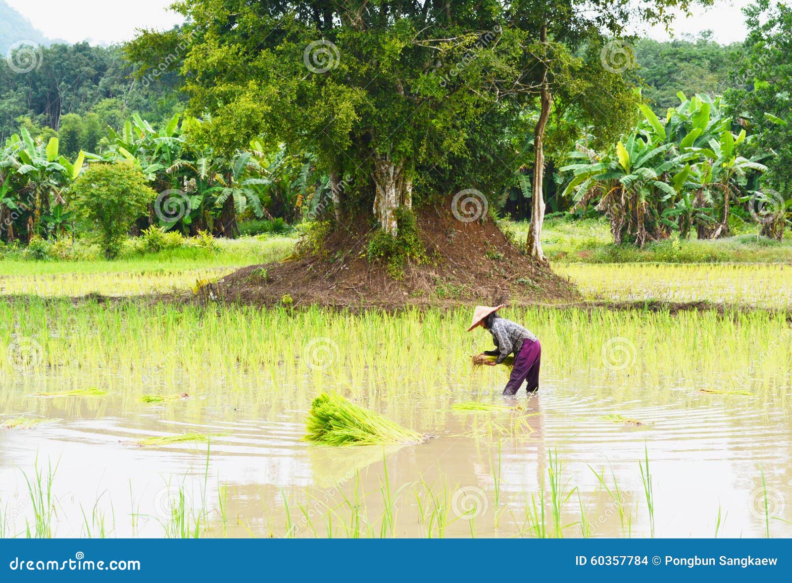 Farmer Growing Rice in Rice Field,Thailand Editorial Stock Image ...