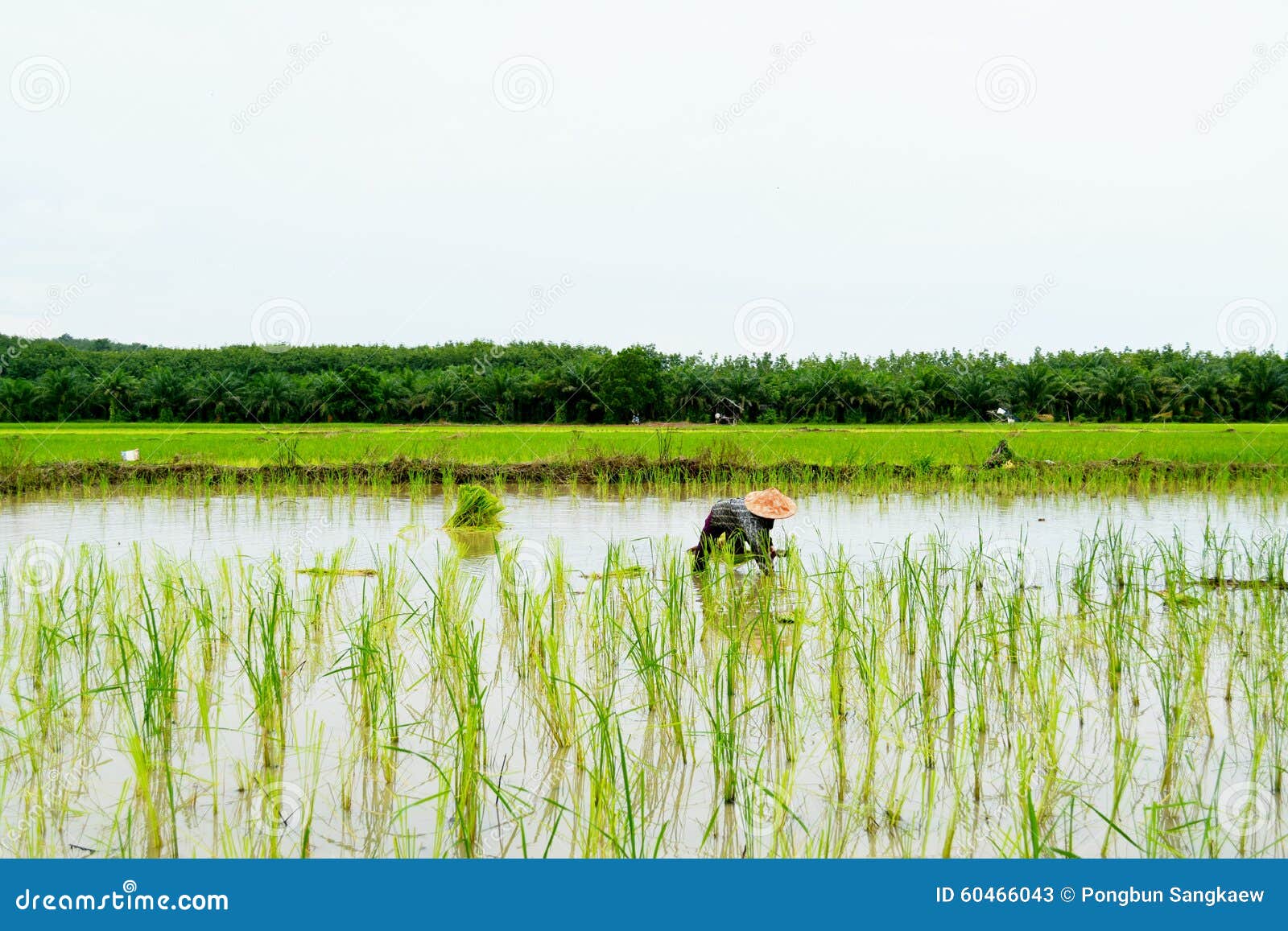 Farmer Growing Rice in Rice Field,Thailand Editorial Stock Photo ...