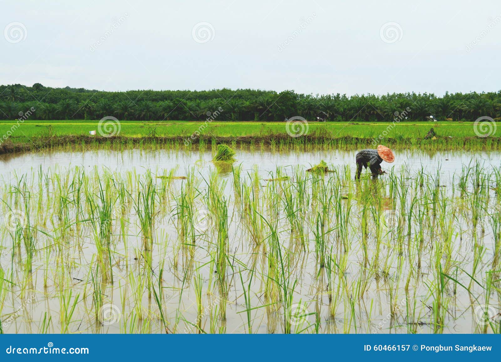 Farmer Growing Rice in Rice Field,Thailand Editorial Photography ...