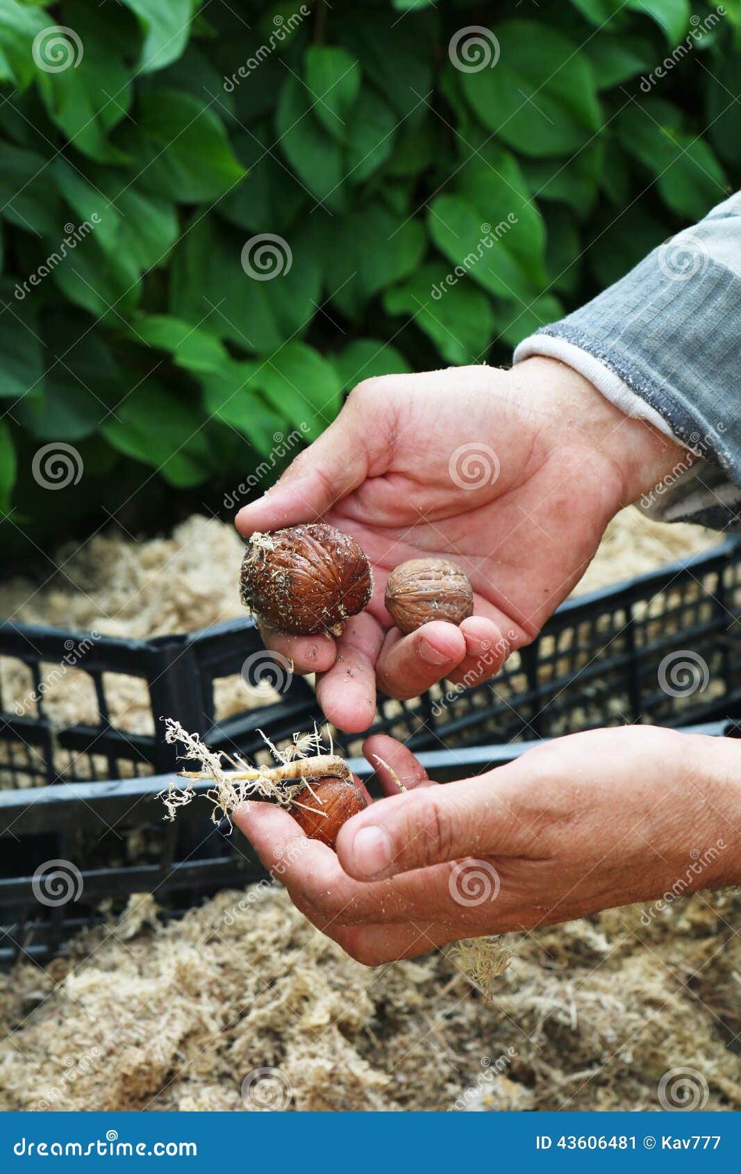 Farmer, growing walnut stock image. Image of garden, growth - 43606481
