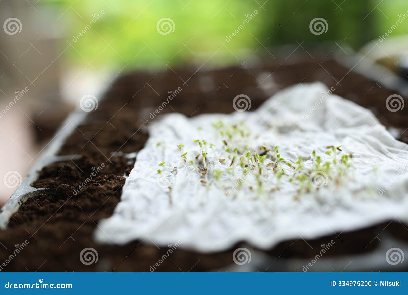 Farmer Growth Vegetable Seedling on Tissue Paper Stock Photo - Image of ...