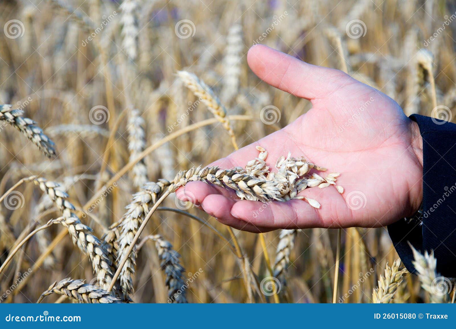 Farmer hand stock photo. Image of farmer, harvesting - 26015080