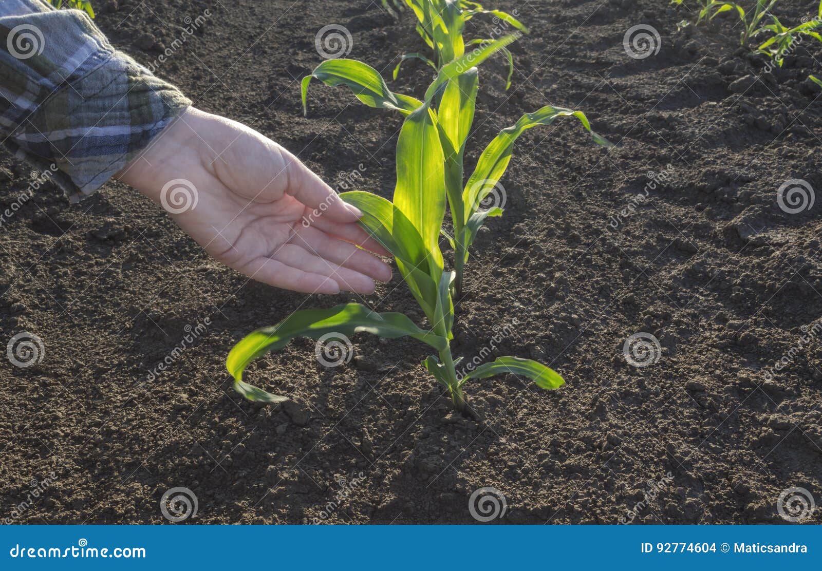 Farmer Hand in Corn Field. Agricultural Concept. Stock Photo - Image of ...