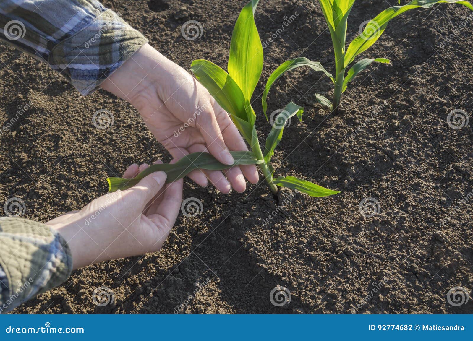 Farmer Hand in Corn Field. Agricultural Concept. Stock Photo - Image of ...