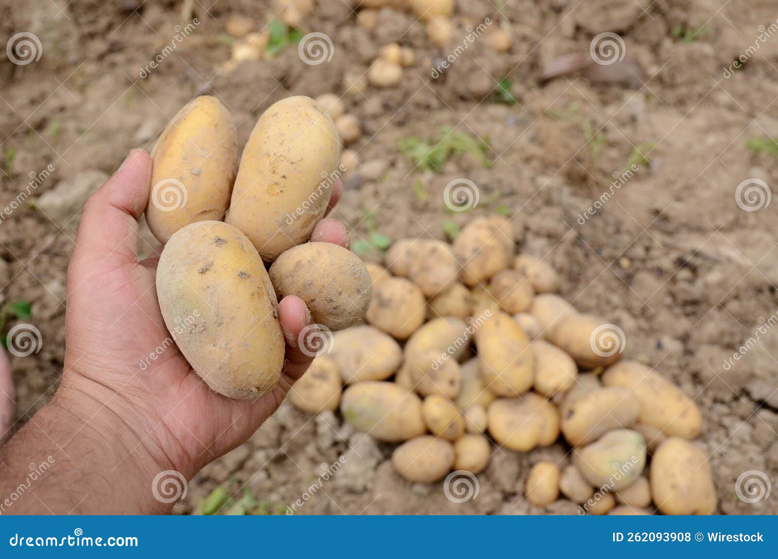Farmer Hand with Freshly Harvested Potatoes Stock Photo - Image of hand ...