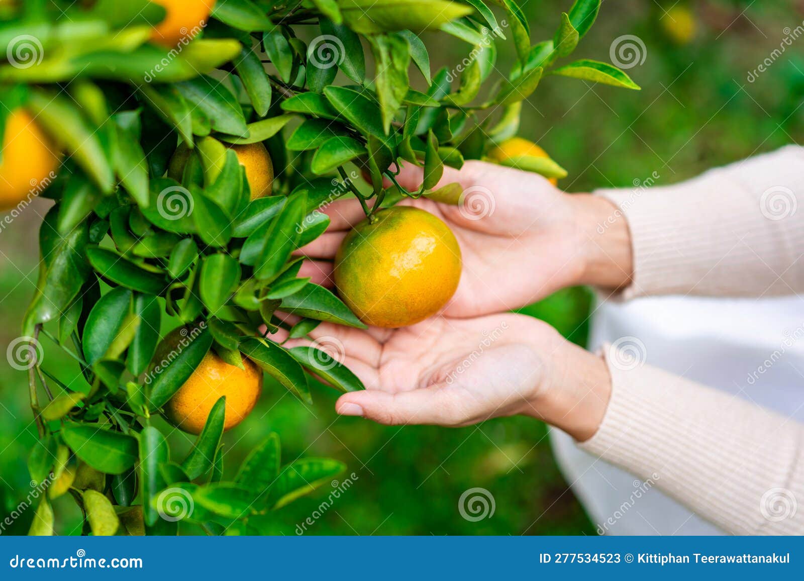 Farmer Hand Harvesting the Orange Stock Image - Image of occupation ...