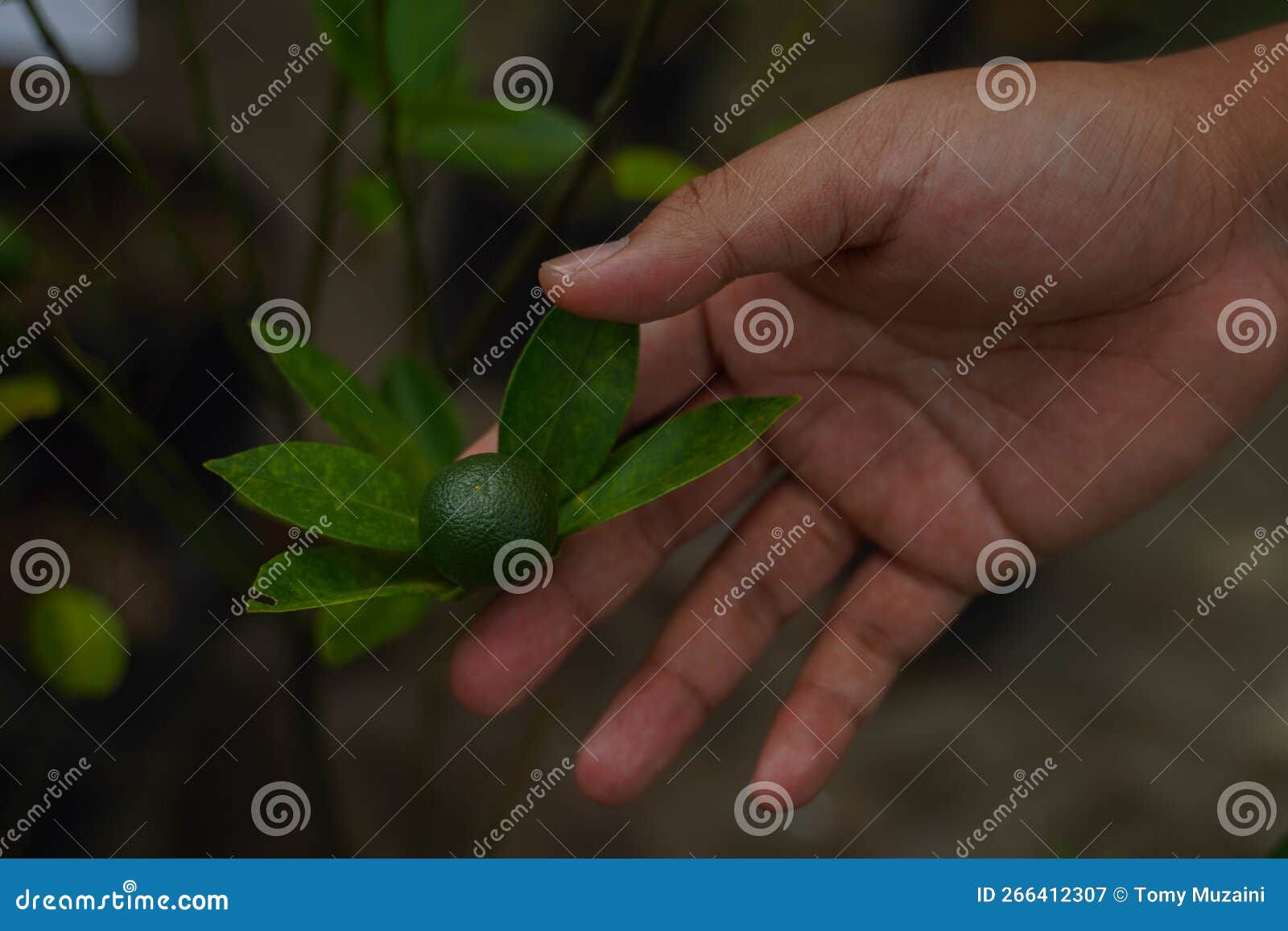 Farmer Hand Holding the Green Orange Leaf, Orange Tree in the Garden ...
