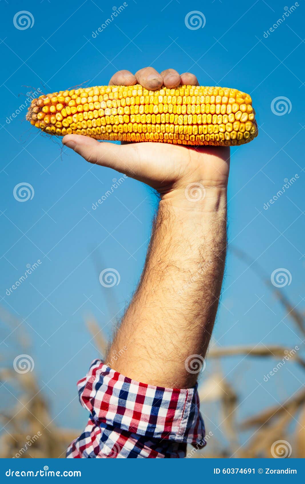 Farmer Hand Holding Harvested Mature Maize Cob Stock Image - Image of ...
