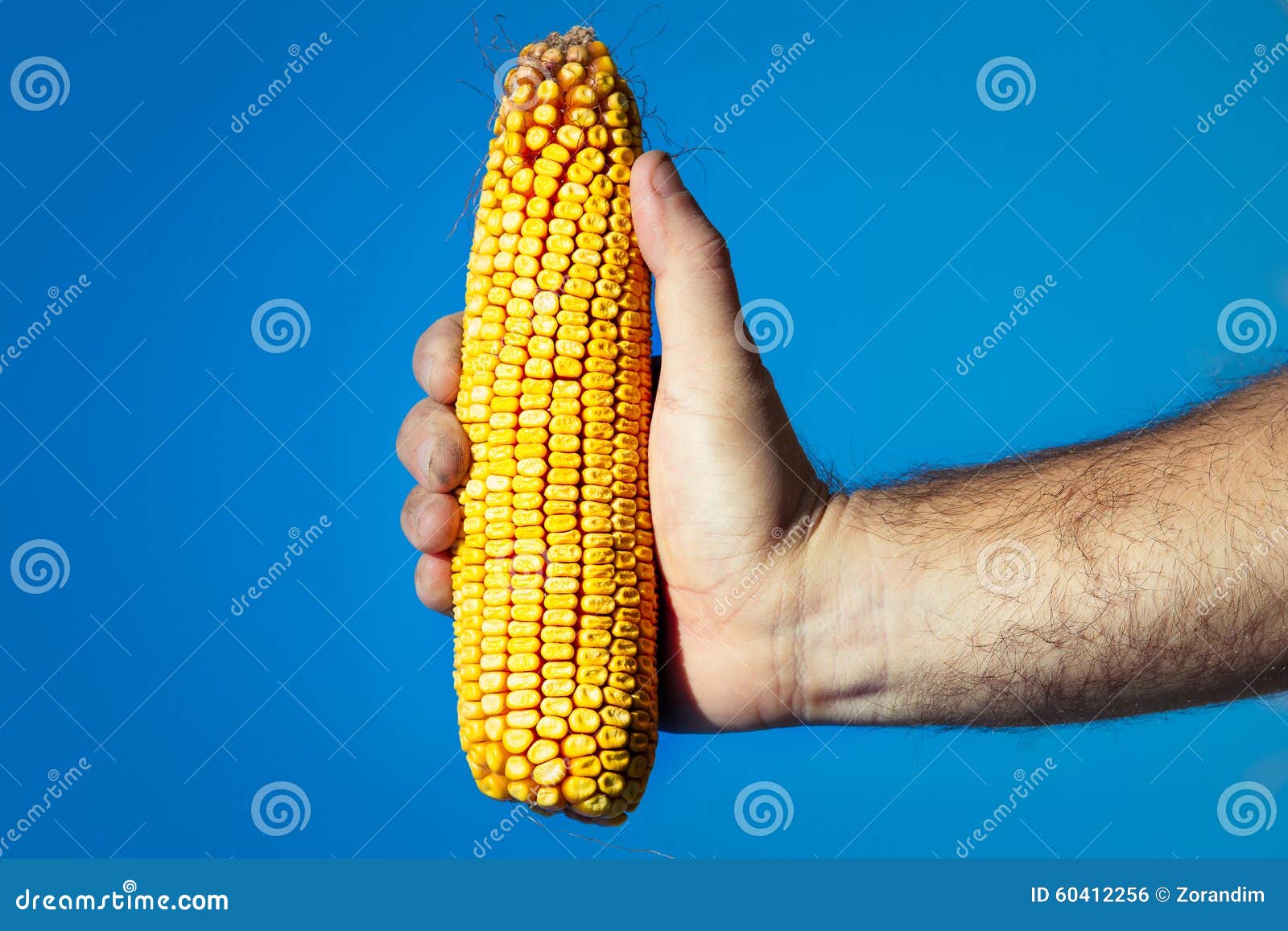Farmer Hand Holding Harvested Mature Maize Cob Stock Photo - Image of ...