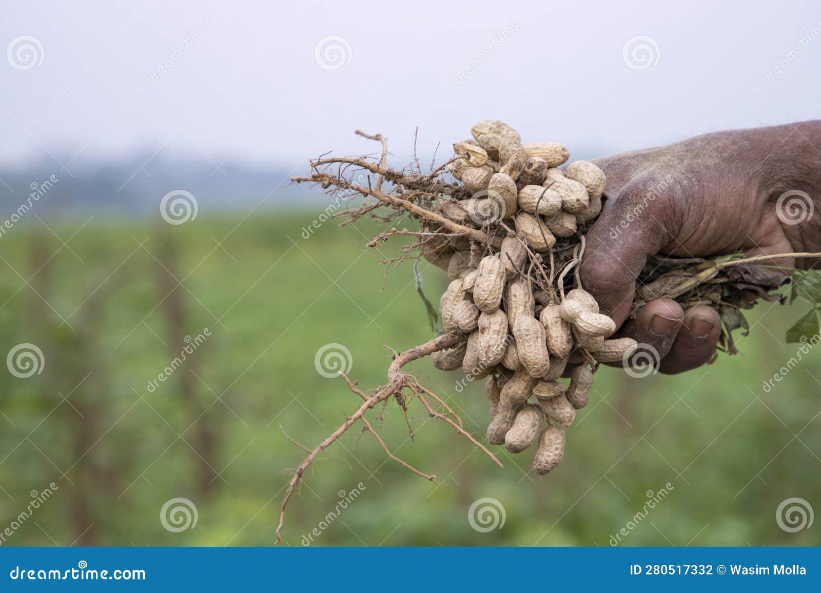 Farmer Hand-holding Peanut Harvest in the Field Stock Photo - Image of ...