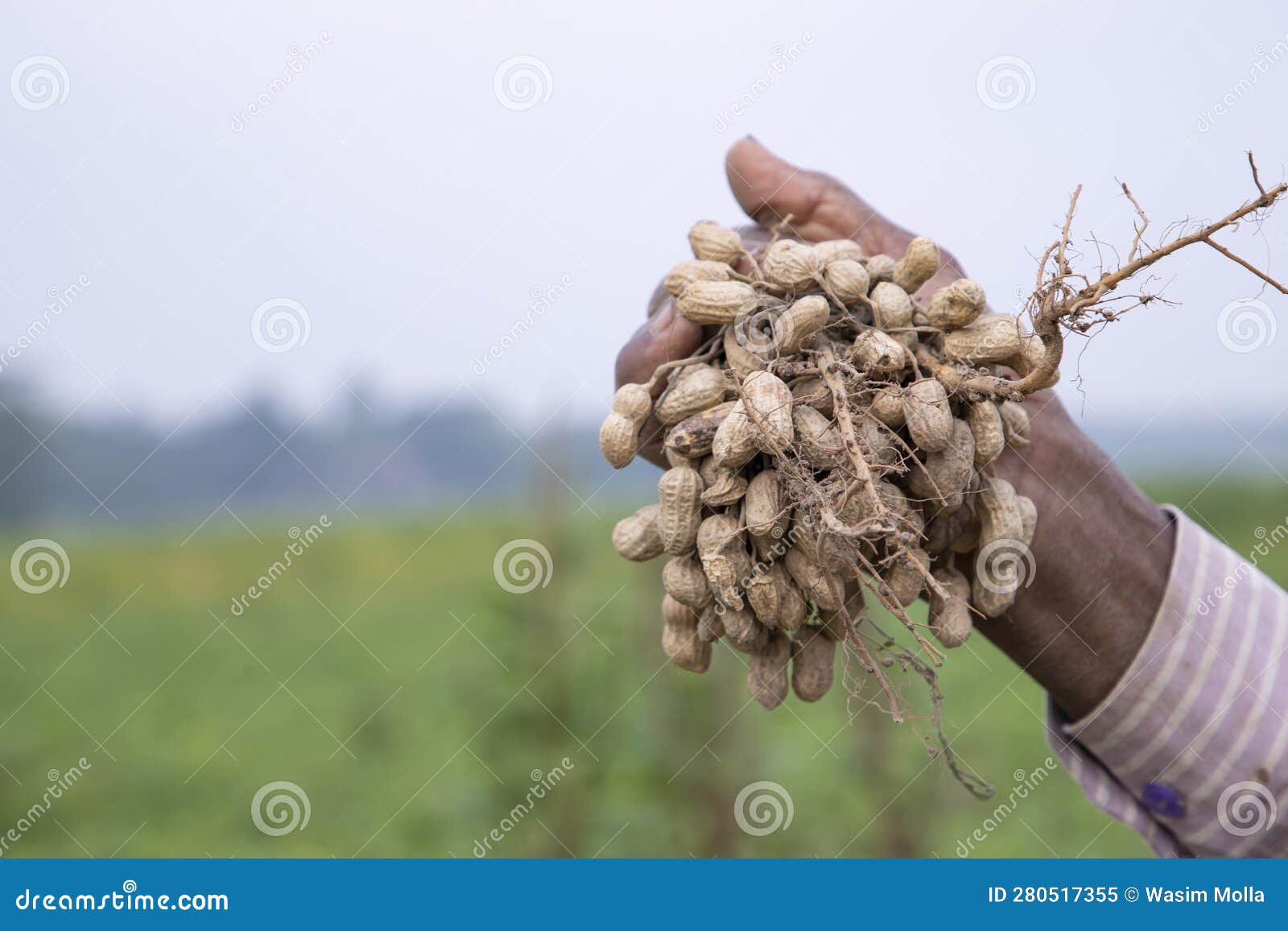 Farmer Hand-holding Peanut Harvest in the Field Stock Image - Image of ...