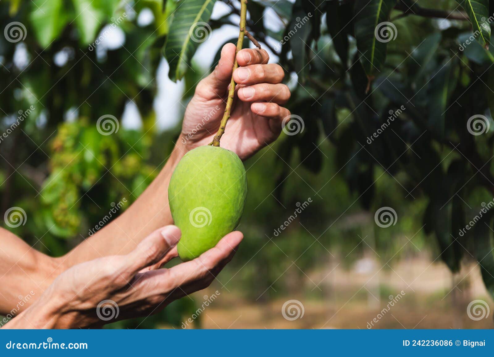 Farmer Hand Holding Young Green Mango on Tree Branch. Stock Photo ...