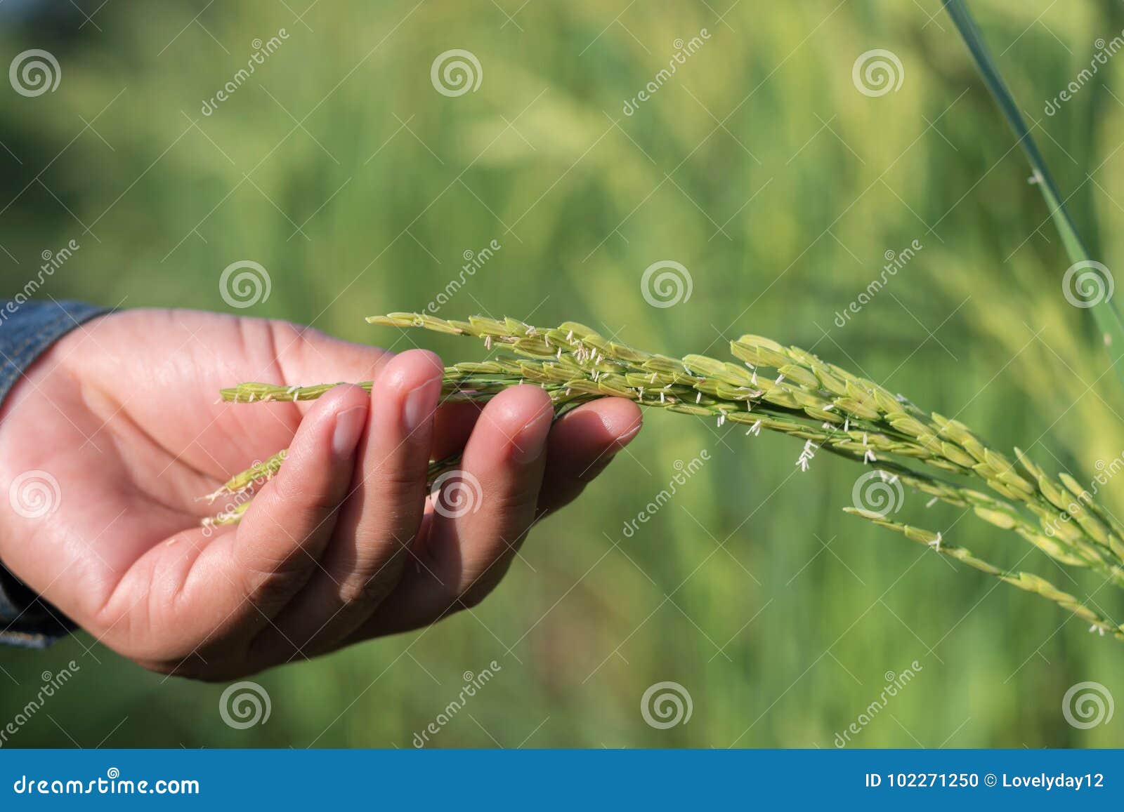 Young Rice Sprout Ready To Growing In Rice Field. Farmer Transplanting ...