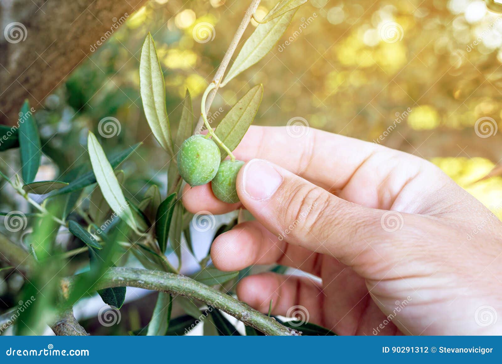 Farmer Hand Picking Fresh Green Olive Fruit from Tree Branch Stock ...