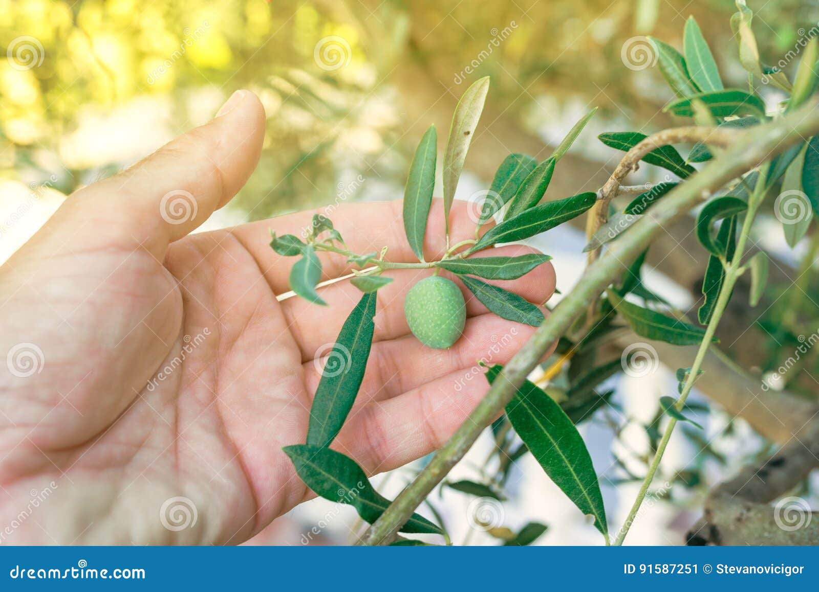 Farmer Hand Picking Fresh Green Olive Fruit from Tree Branch Stock ...