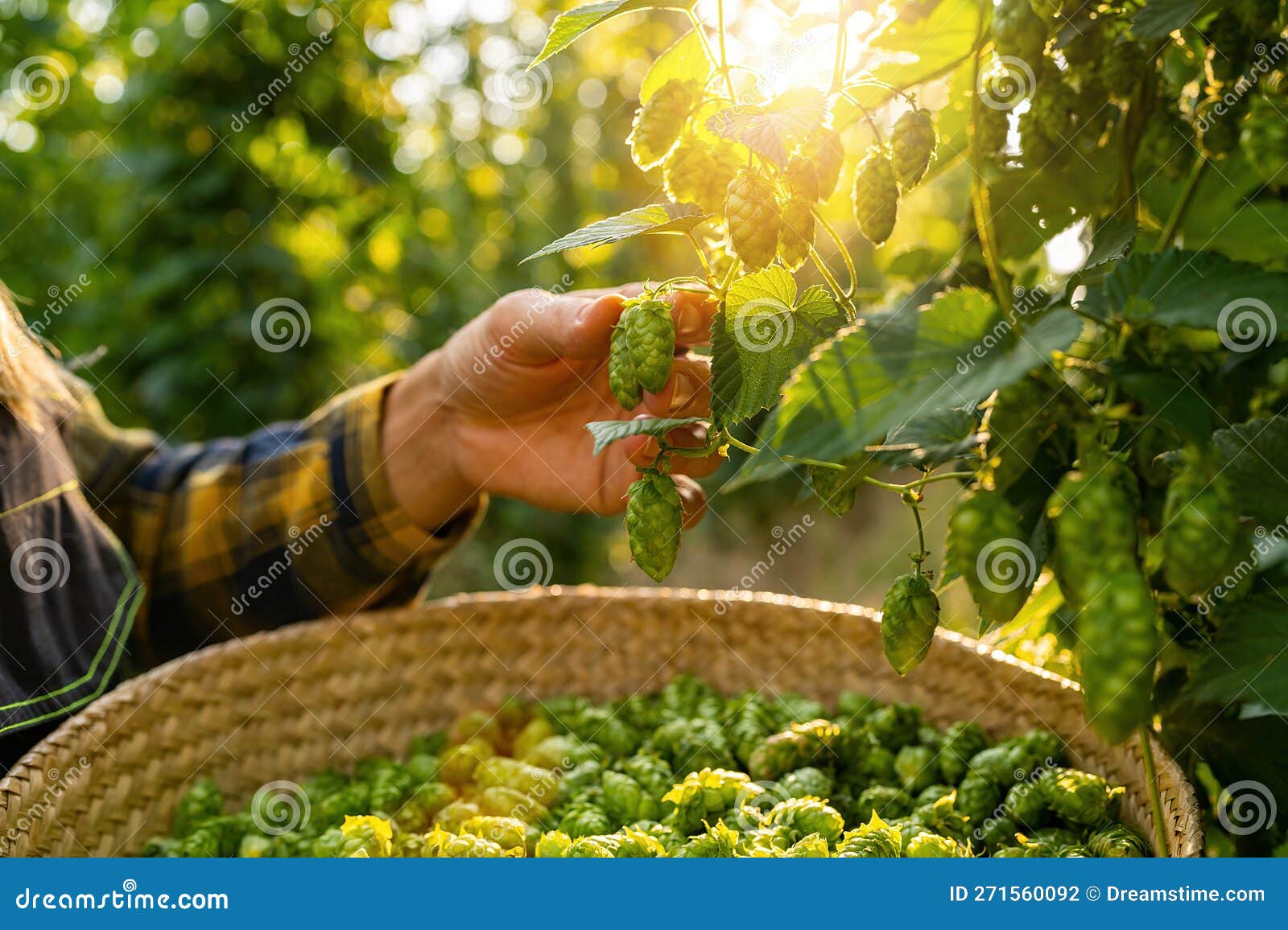 Farmer Hand Picking Hops Harvest in the Field in Bavaria Germany Stock ...