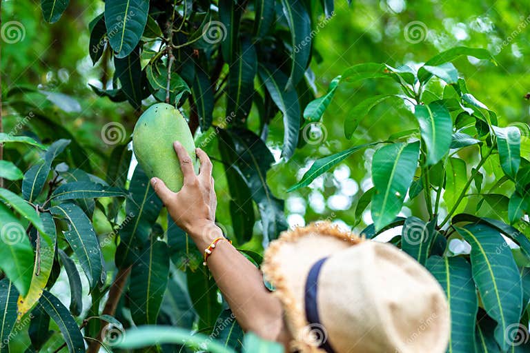 Farmer Hand Picking Mango from Mango Tree Stock Image - Image of field ...