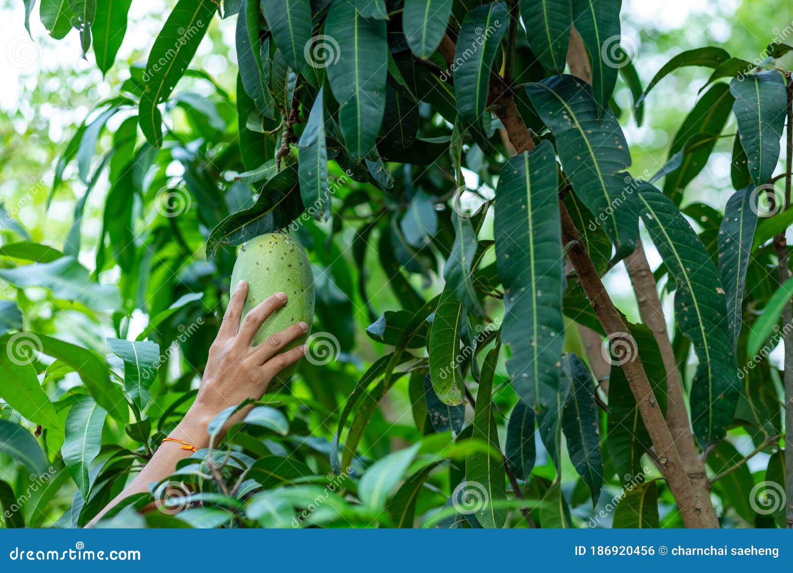 Farmer Hand Picking Mango from Mango Tree Stock Photo - Image of ripe ...