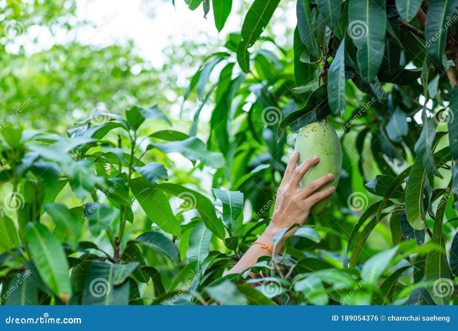 Farmer Hand Picking Mango from Mango Tree Stock Photo - Image of mango ...