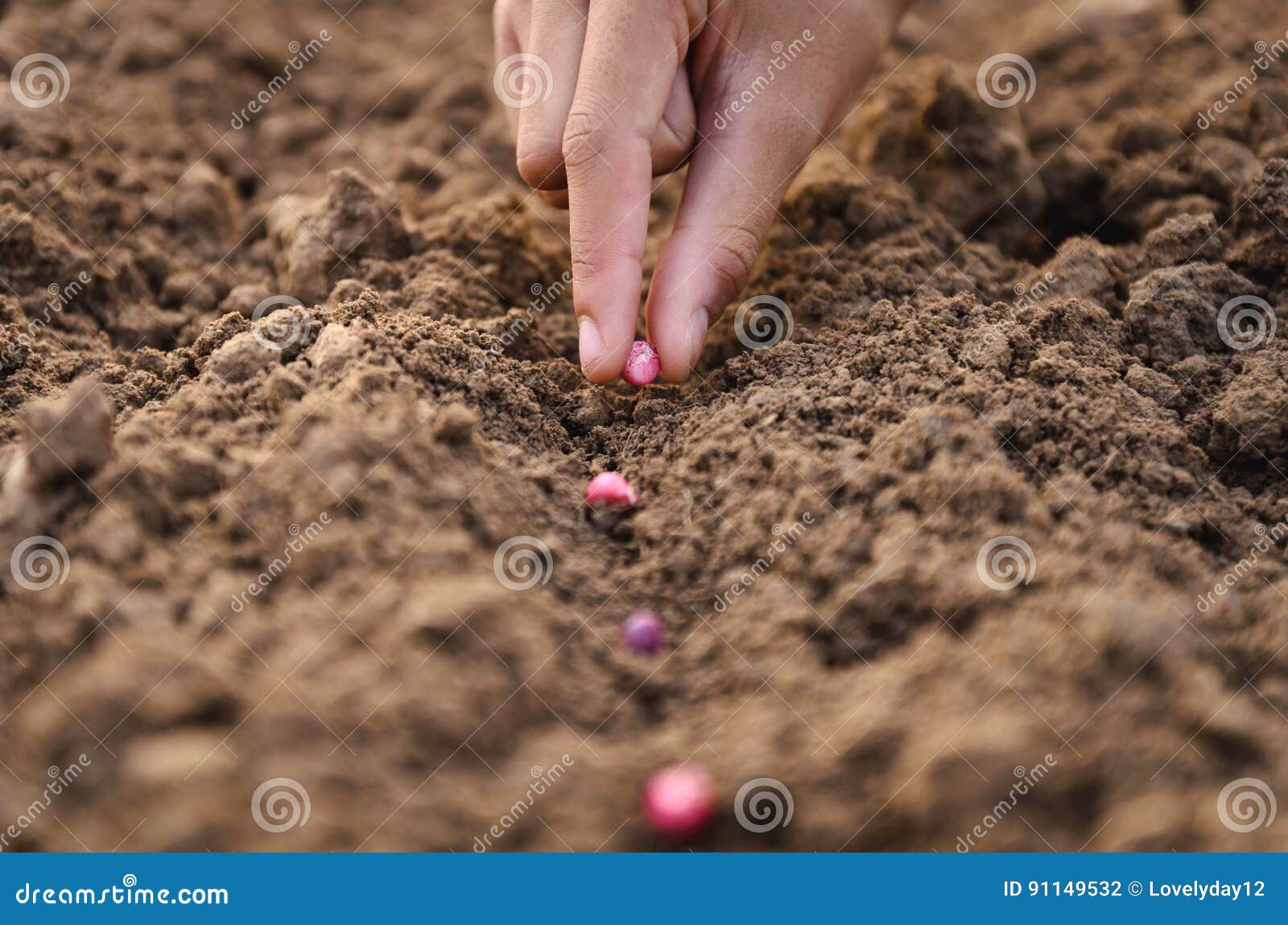 Seed Corn Closeup Inside Of The Combine Harvester Stock Photo ...
