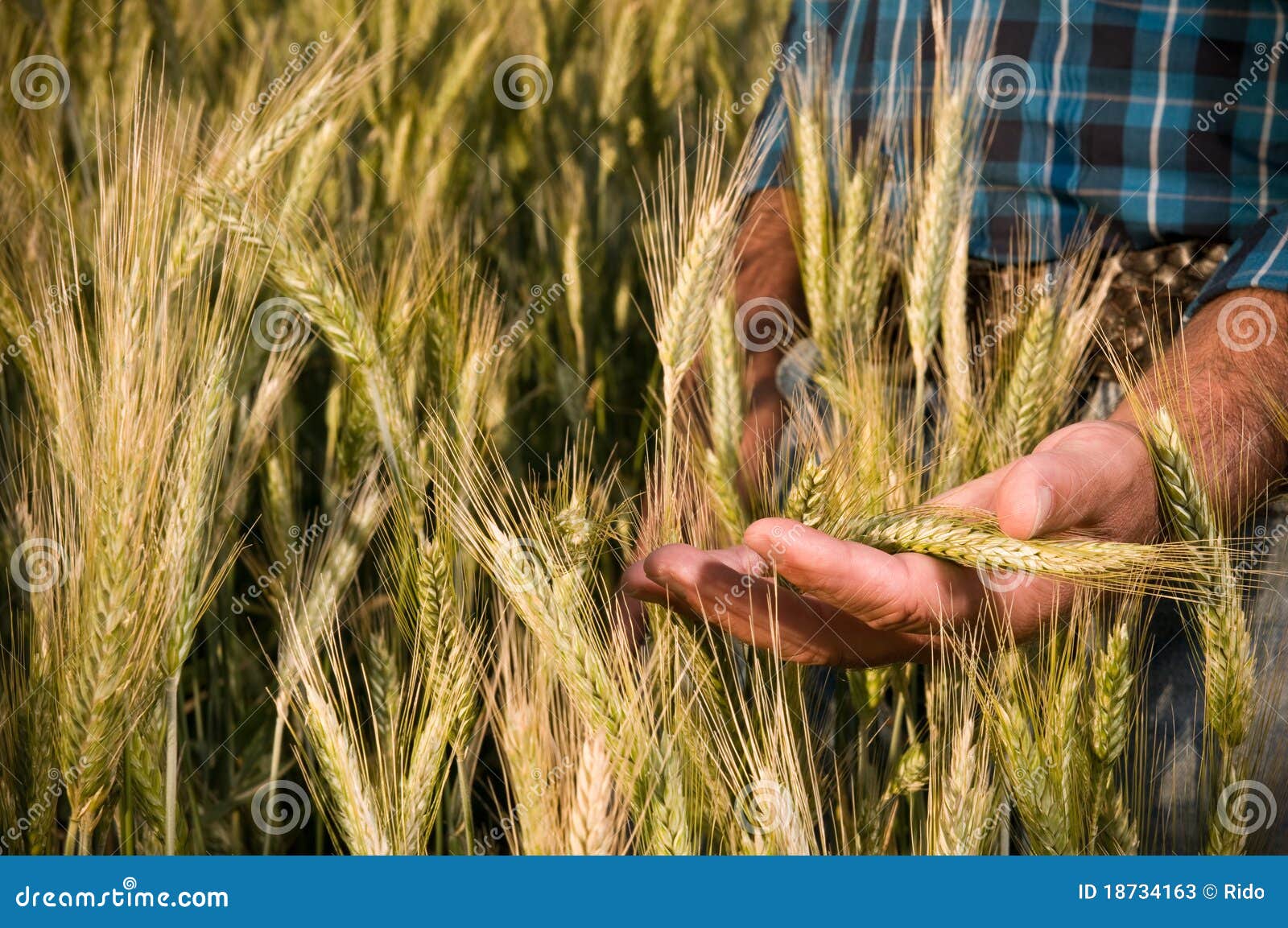 Farmer hand in wheat field stock image. Image of care - 18734163