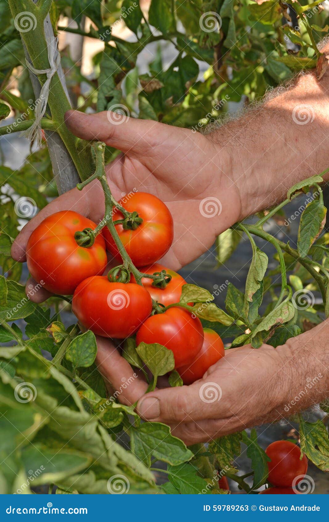 Farmer Hands Collecting Tomato Stock Image - Image of food, result ...