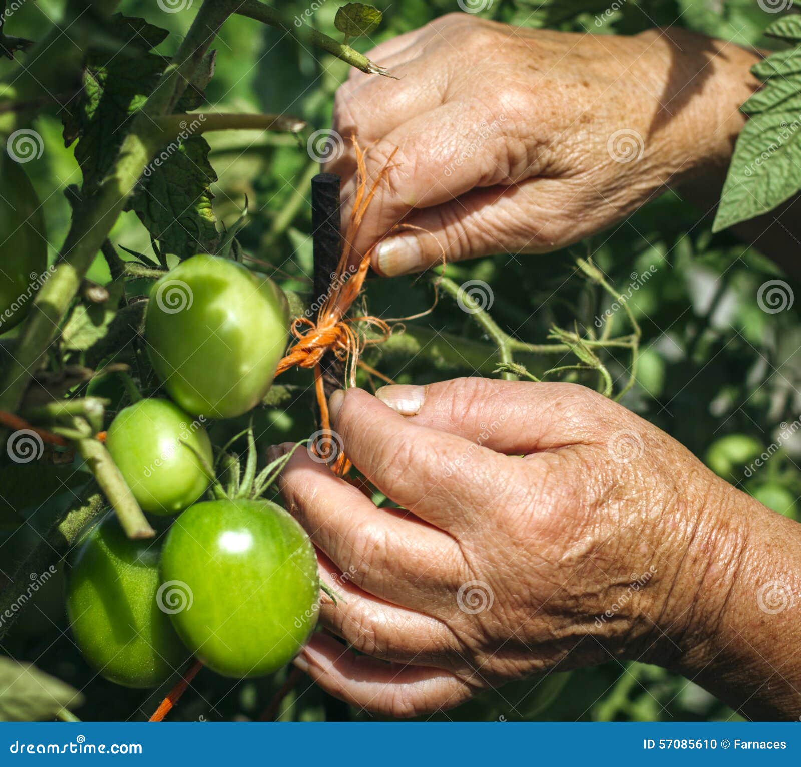 Farmer hands stock photo. Image of fresh, dirt, farming - 57085610