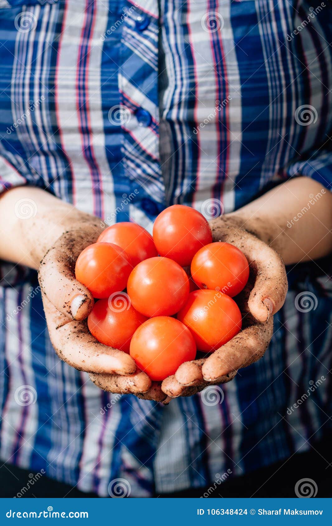 Farmer Hands Holding Cherry Tomatoes. Stock Photo - Image of picked ...