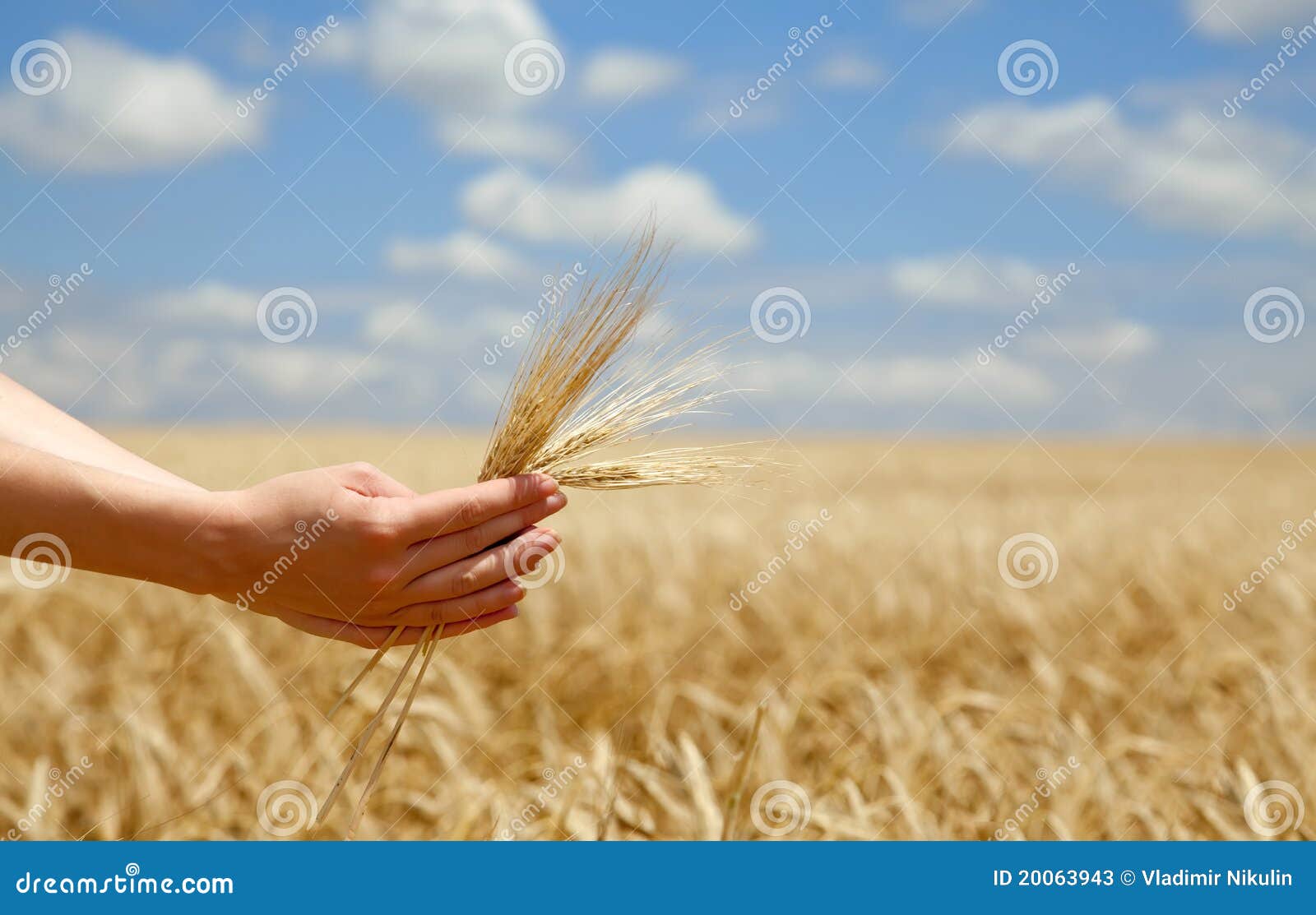 Farmer Hands Keep Crops Over Field. Stock Image - Image of closeup ...