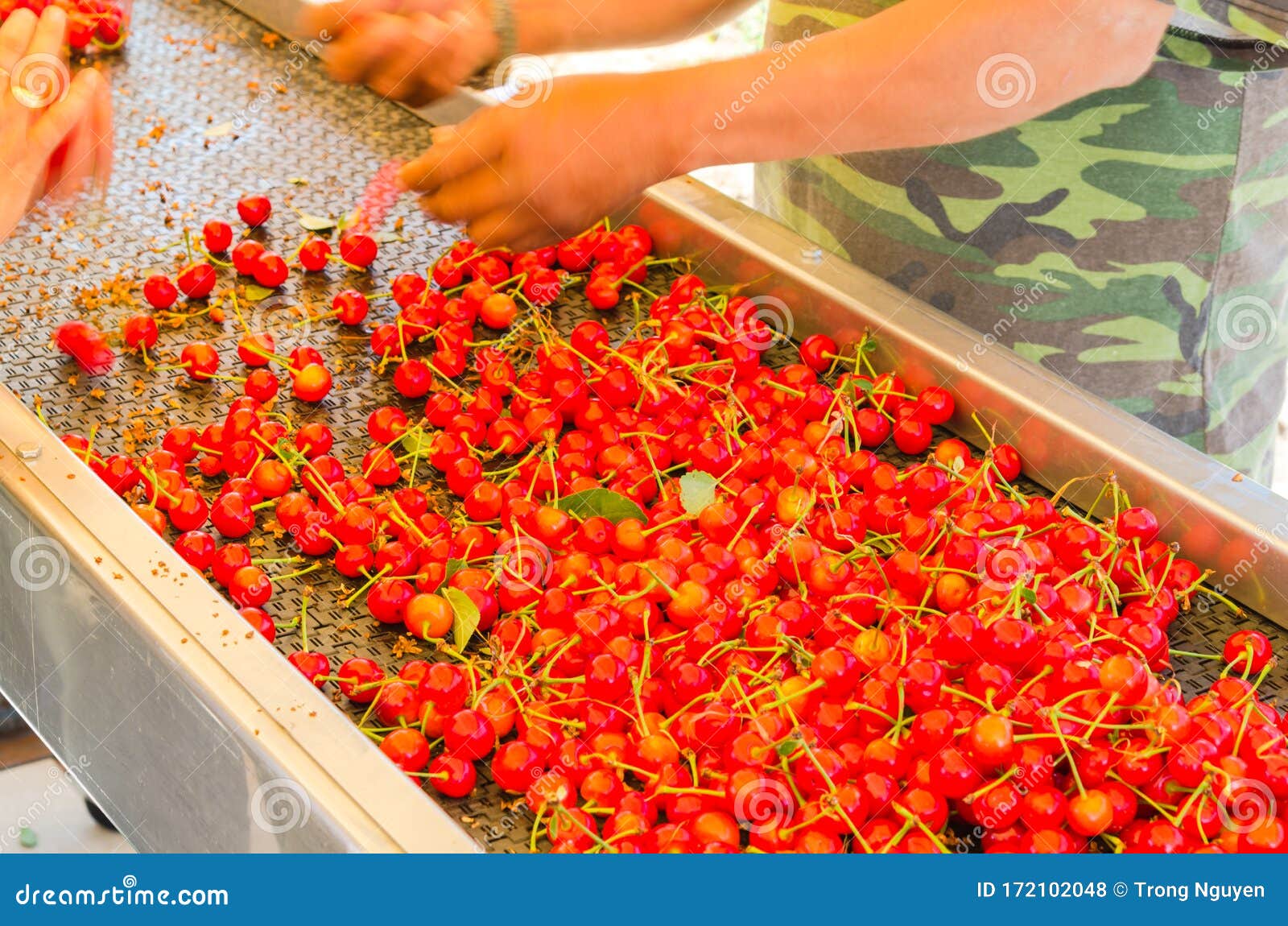 Farmer Hands Sorting and Processing Red Cherries Manually on Conveyor ...