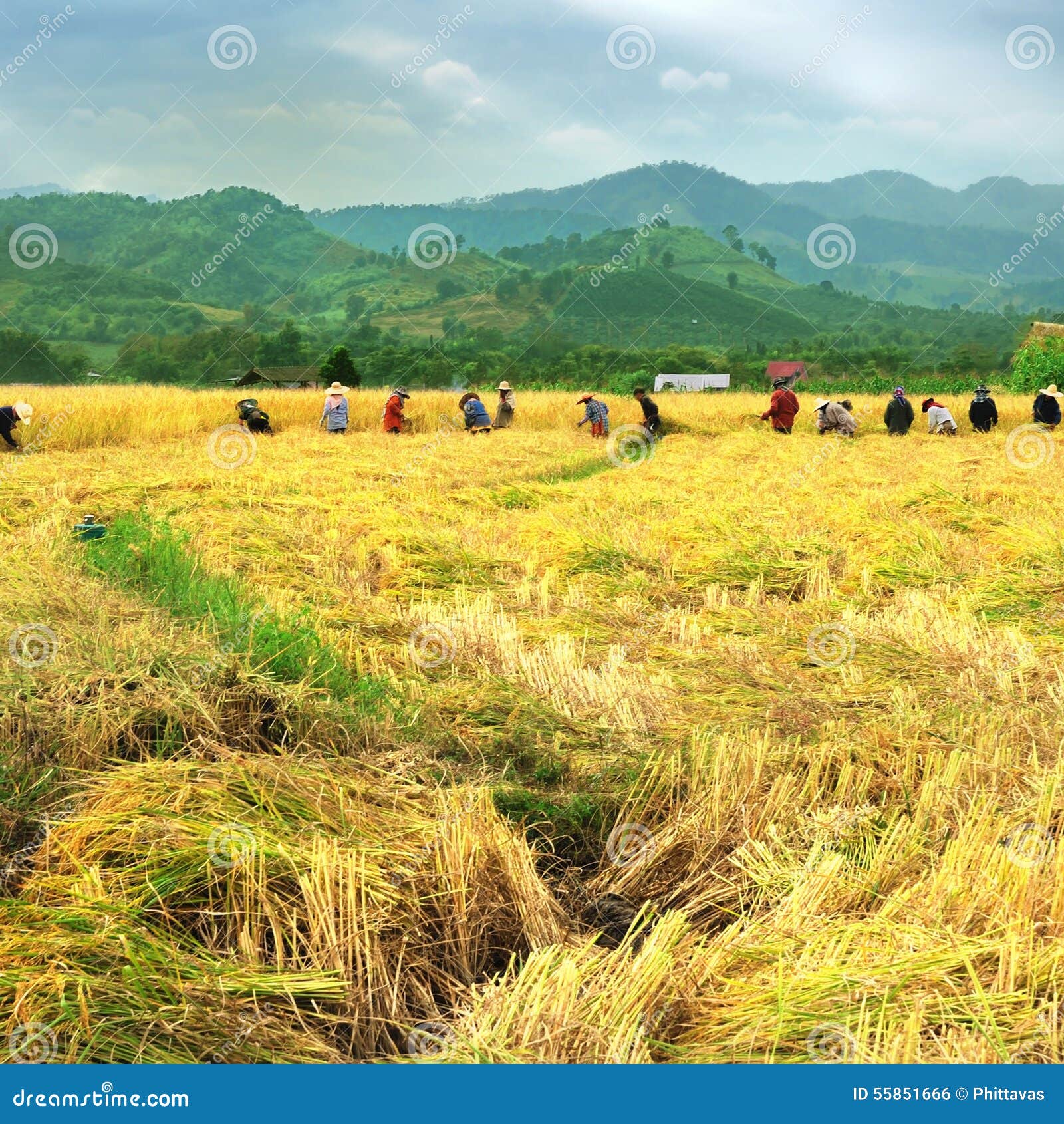 Farmer Harvest Paddy Rice in Farm Stock Photo - Image of season, crop ...