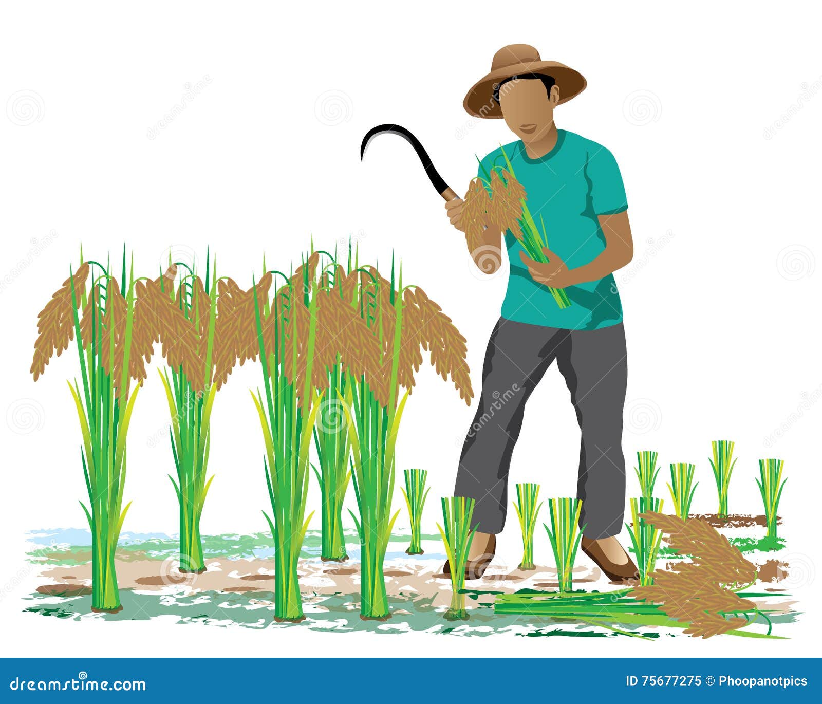 Farmer harvest rice stock illustration. Illustration of farmet - 75677275